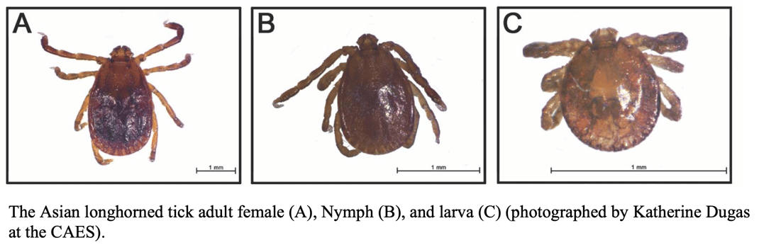 First Established Population of the Asian Longhorned Tick Found in ...