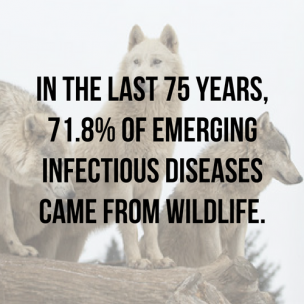 Tick-borne Infections on the Rise in Gray Wolves